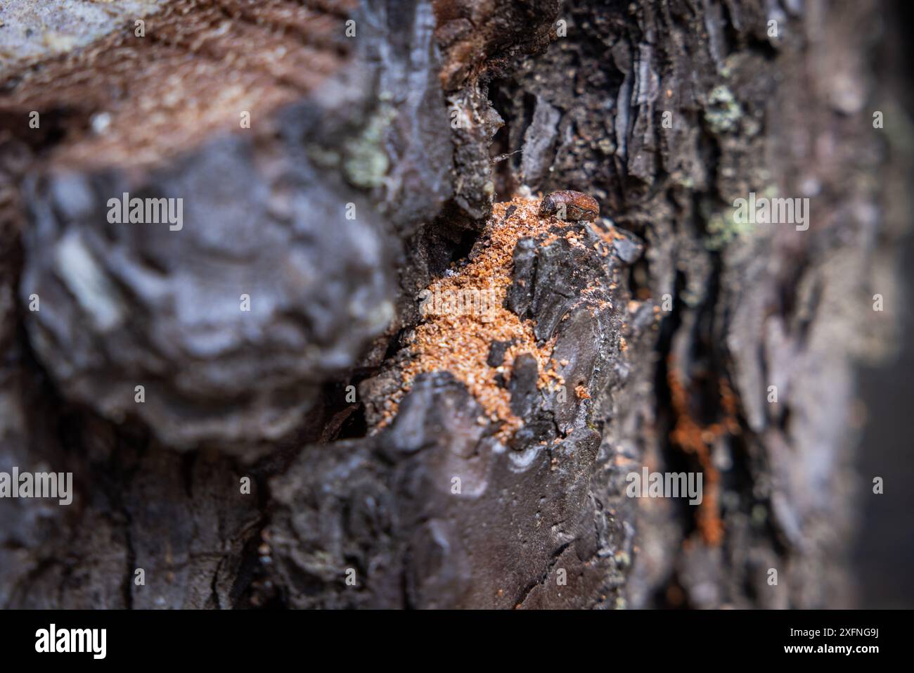 Bore dust a reddish sawdust like substance known as frass could be an ...