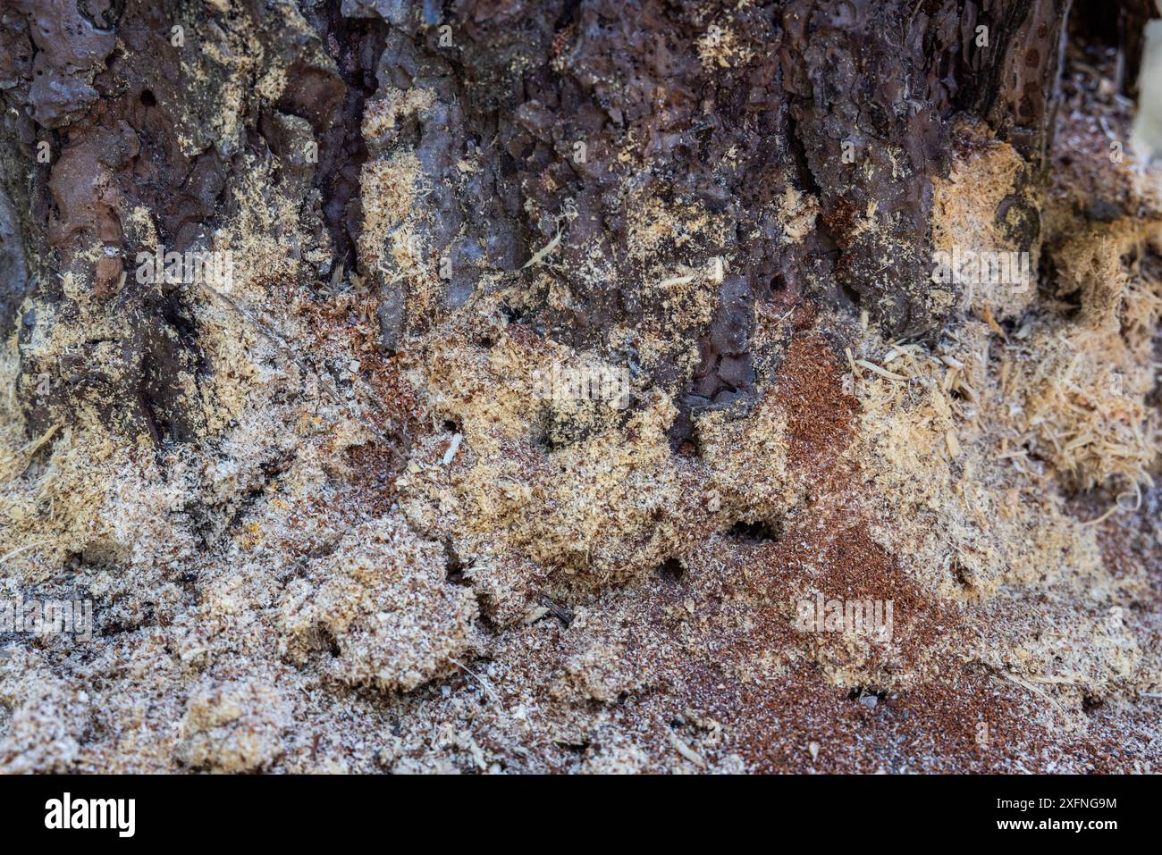 Bore dust a reddish sawdust like substance known as frass could be an ...