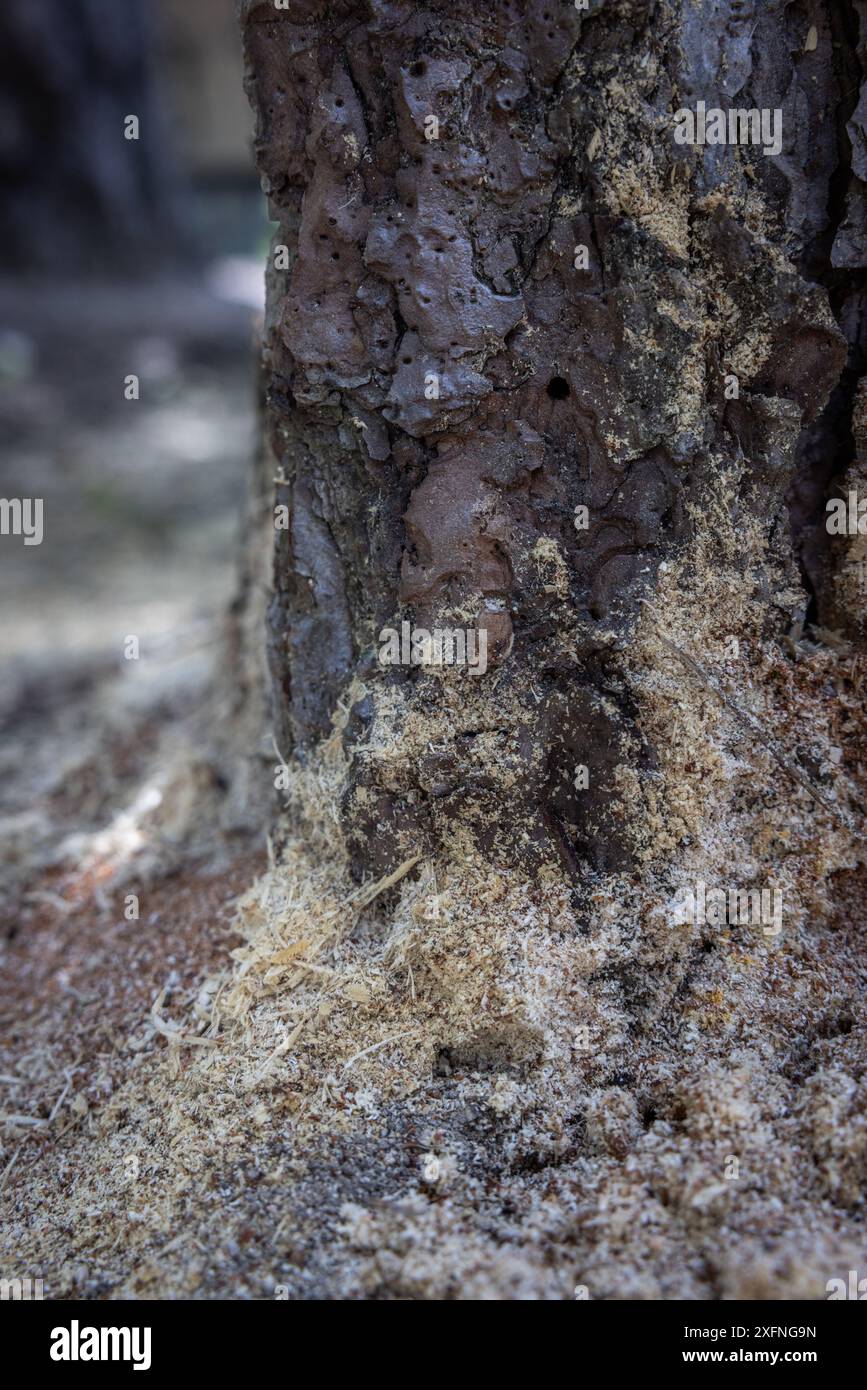 Bore dust a reddish sawdust like substance known as frass could be an ...