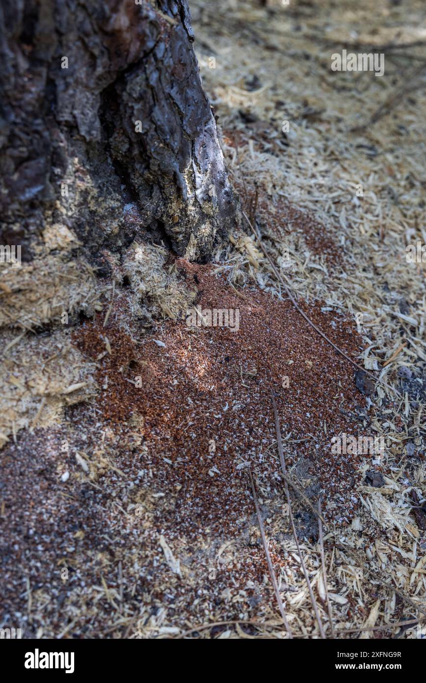 Bore dust a reddish sawdust like substance known as frass could be an ...