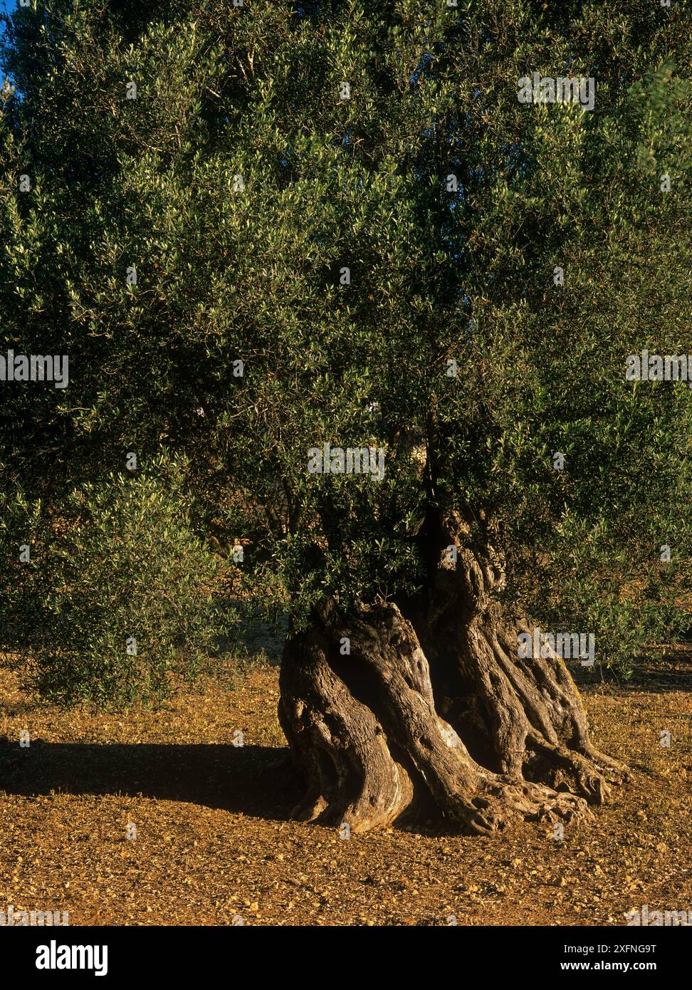 Olive tree (Olea europaea) in Sant Mateu d'Aubarca, Ets Amunts, Ibiza ...