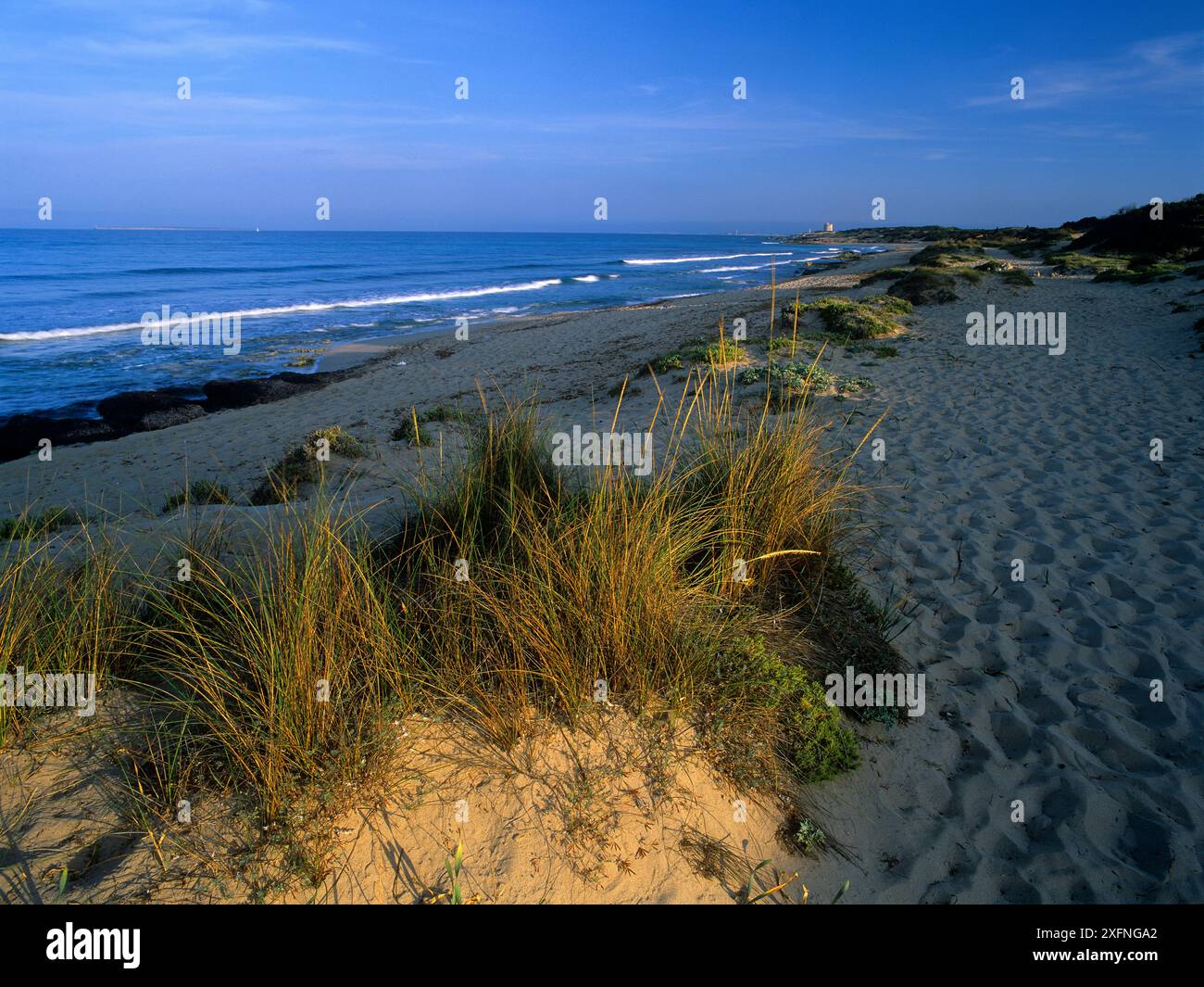European beachgrass (Ammophila arenaria) growing in the coastal dunes ...