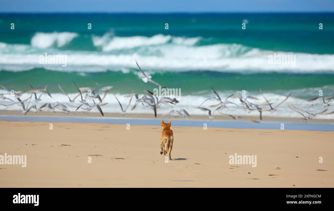 Dingo (Canis lupus dingo) chasing terns and gulls on the Seventy Five ...