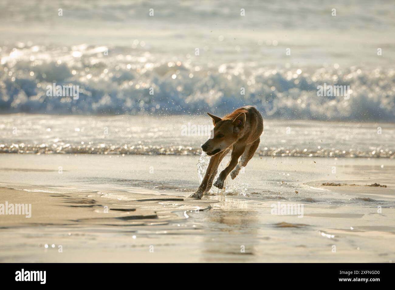 Dingo (Canis lupus dingo) male running on the beach. Fraser Island ...
