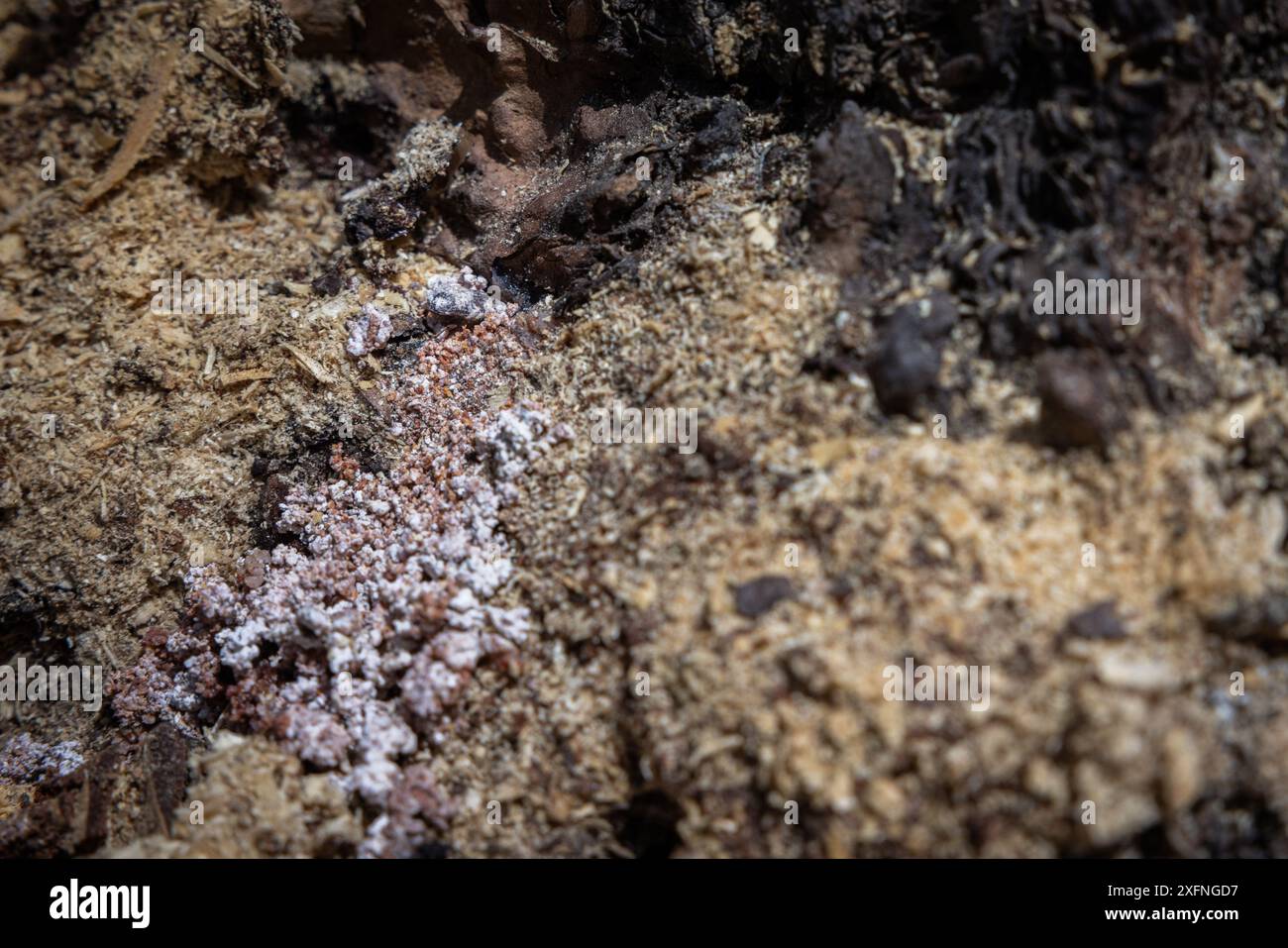 Bore dust a reddish sawdust like substance known as frass could be an ...