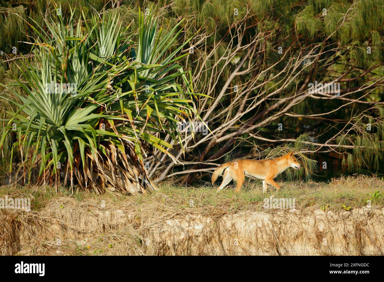 Dingo (Canis lupus dingo) male and Pandanus tree on the beach, Fraser ...