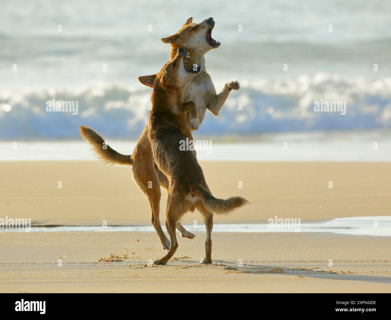 Dingo (Canis lupus dingo) fighting on a beach. Fraser Island UNESCO ...