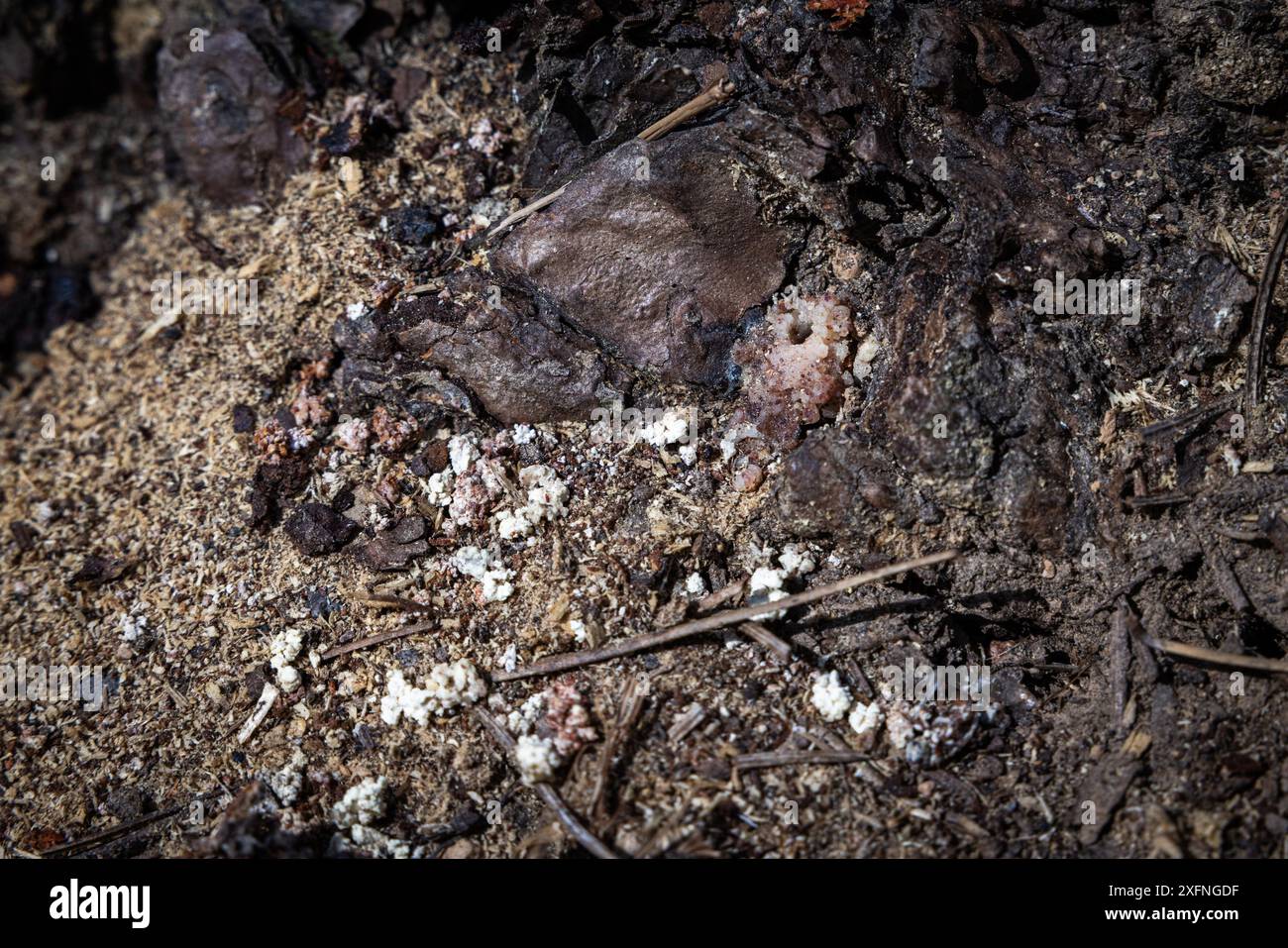 Bore dust a reddish sawdust like substance known as frass could be an ...
