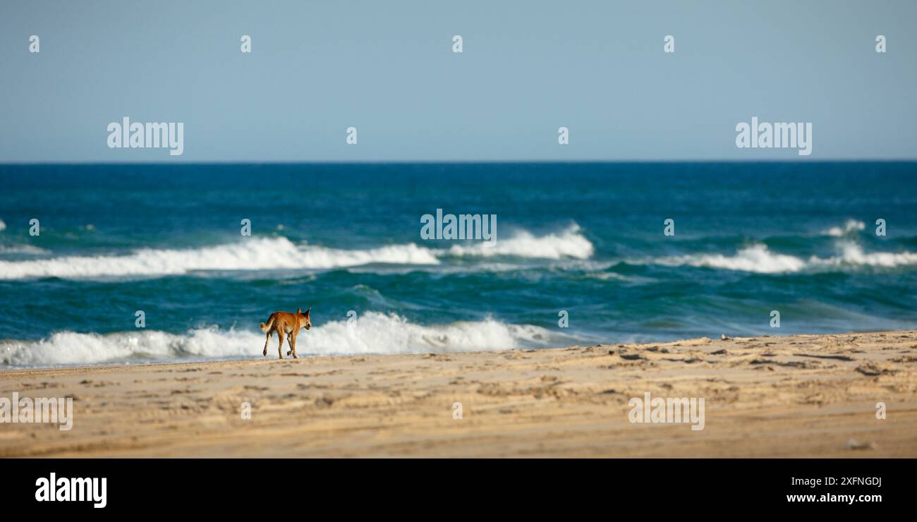 Dingo (Canis lupus dingo) patrolling the beach looking for food, Fraser ...