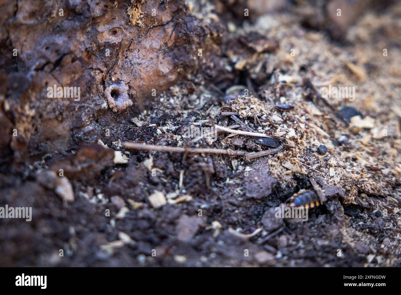 Pitch Tube on a Pine Tree Created by a Pine Beetle. Strong evidence ...
