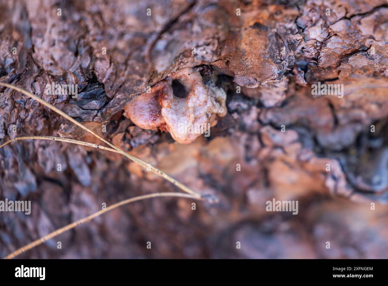 Pitch Tube on a Pine Tree Created by a Pine Beetle. Strong evidence ...