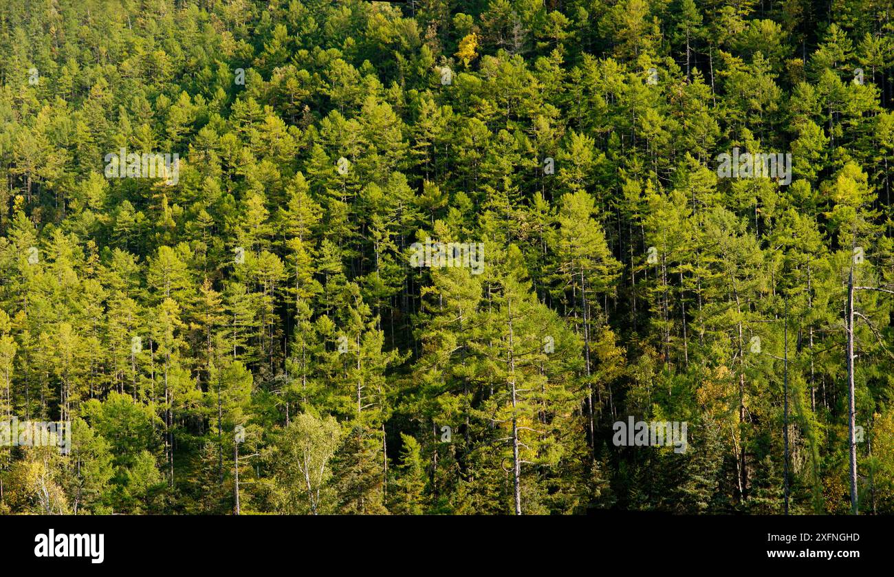 Larch trees (Larix sp) in taiga habitat, near Kema River, Central ...
