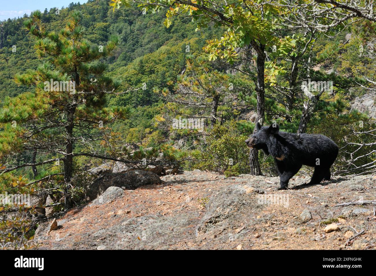 Asiatic black bear (Ursus thibetanus) Lazo reserve, Sikhote Alin UNESCO ...