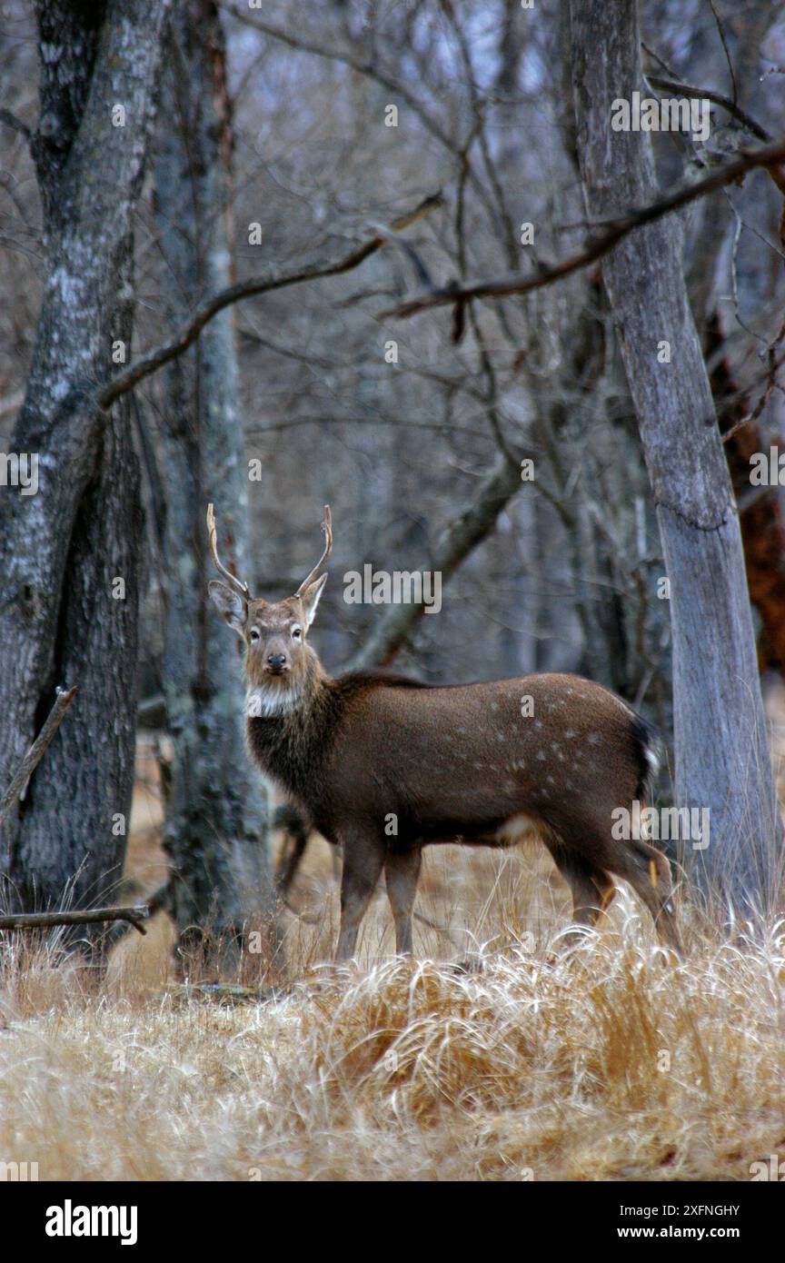 Sika deer (Cervus nippon) Central Sikhote-Alin UNESCO World Heritage ...