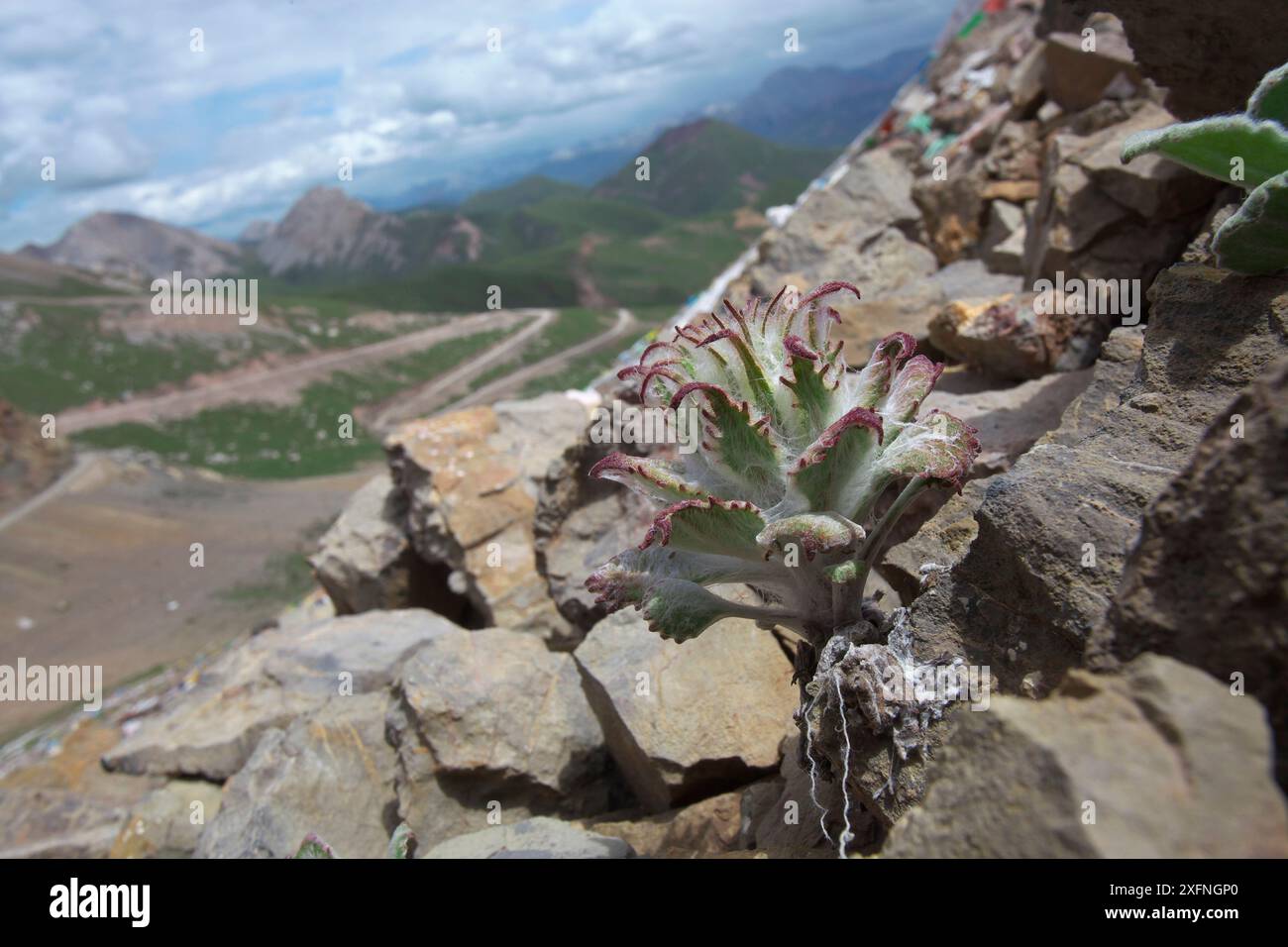 Saw-wort / Snow lotus (Saussurea medusa) Sanjiangyuan National Nature ...