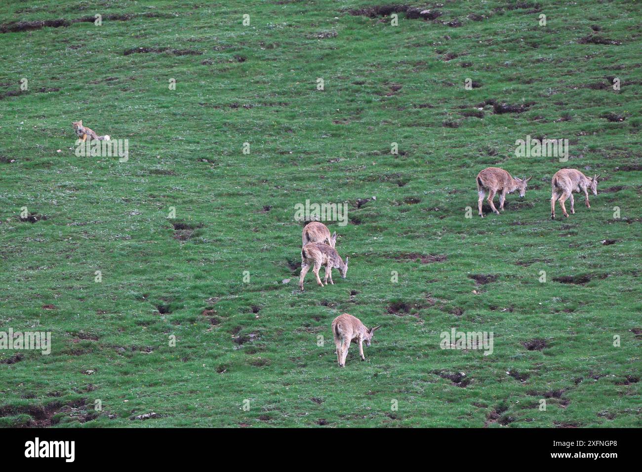 Tibetan Fox (Vulpes ferrilata) watching Tibetan gazelle (Procapra ...