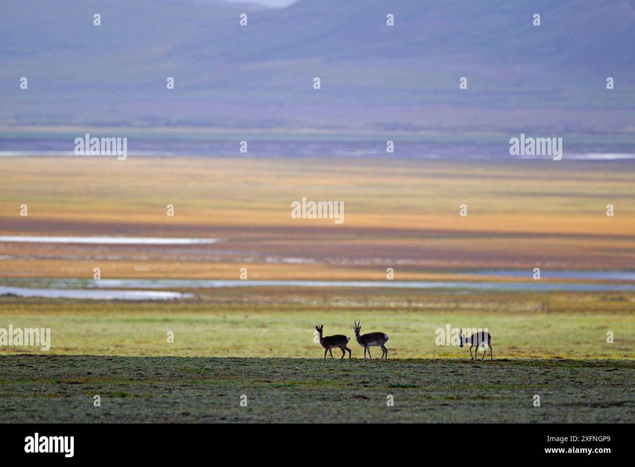 Tibetan gazelle (Procapra picticaudata) group of three, Sanjiangyuan ...