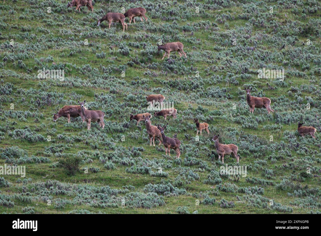 White-lipped deer (Cervus albirostris) Sanjiangyuan National Nature ...