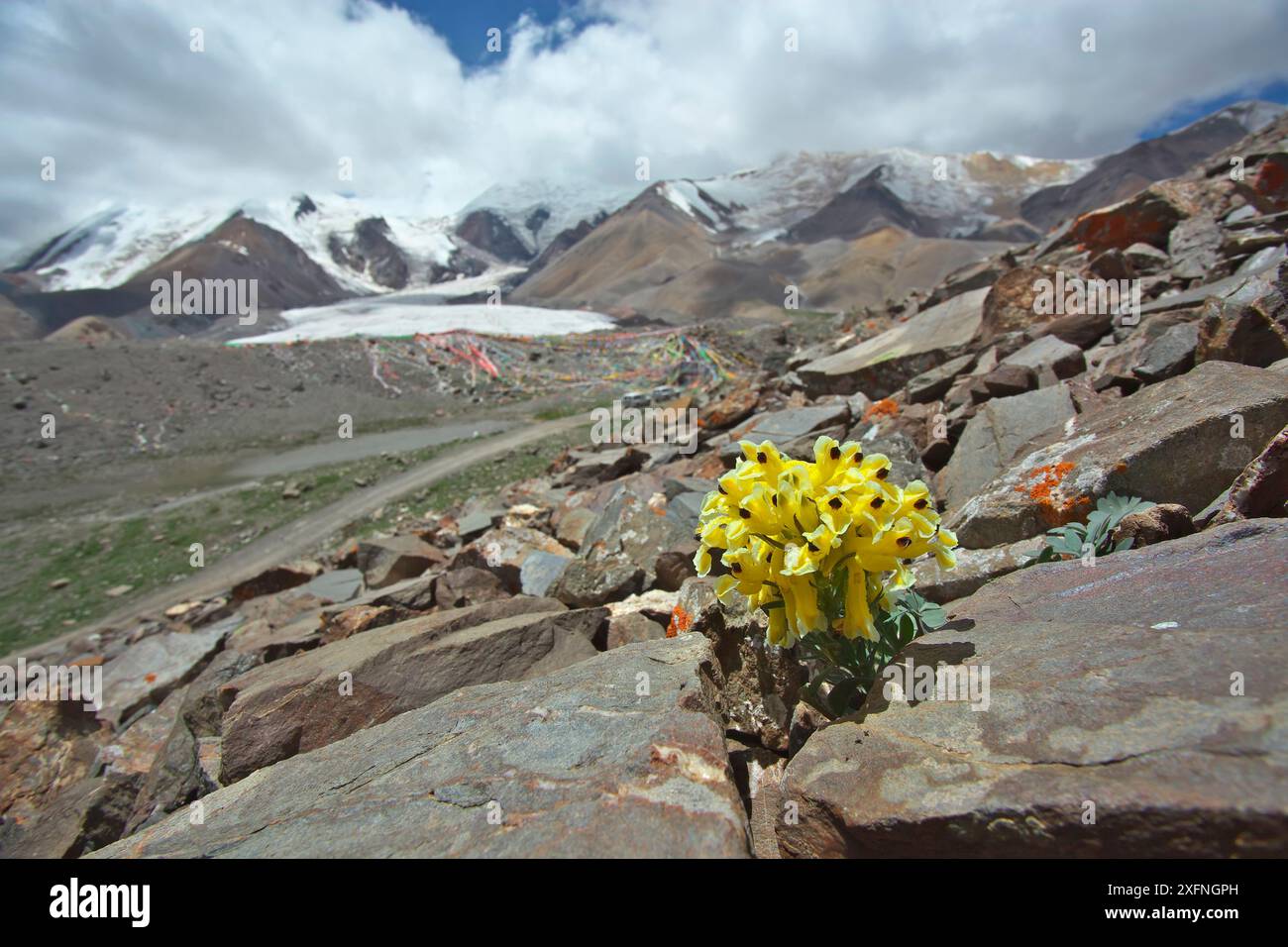 Wild flowers tibetan plateau tibet hi-res stock photography and images ...