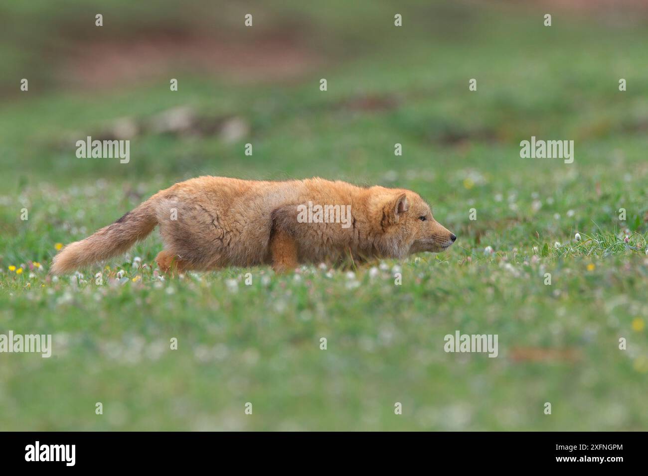 Vulpes ferrilata hi-res stock photography and images - Alamy