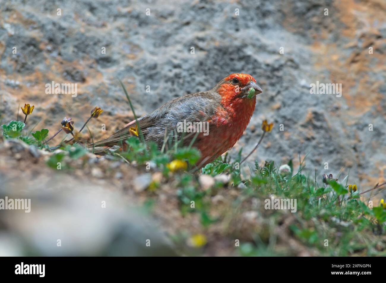 Red fronted rosefinches hi-res stock photography and images - Alamy