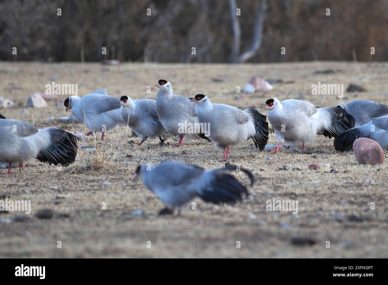 White Eared-Pheasant (Crossoptilon crossoptilon) flock on ground ...