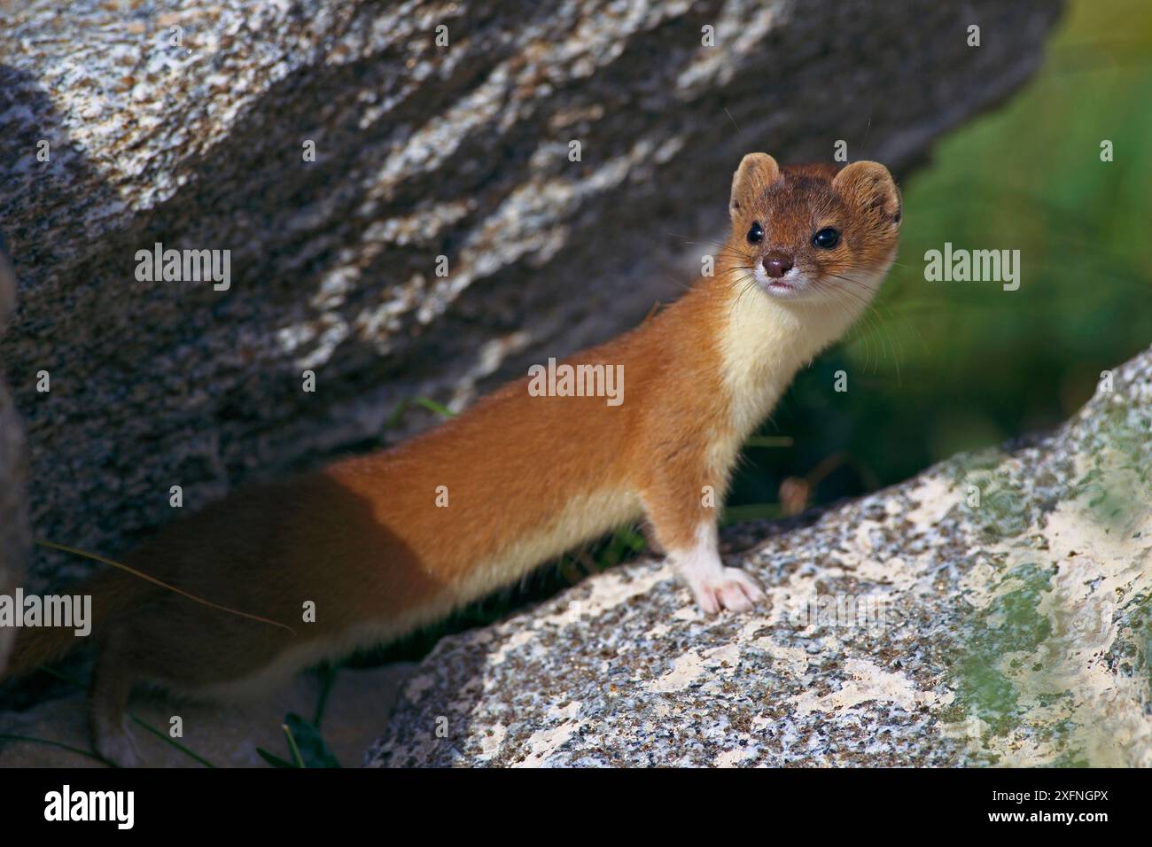 Altai weasels hi-res stock photography and images - Alamy
