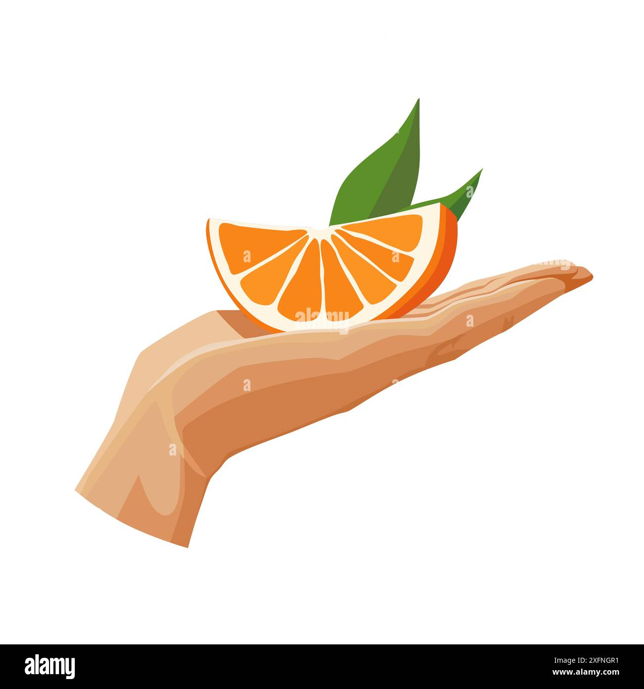 Freshly cut red orange Stock Vector Images - Alamy