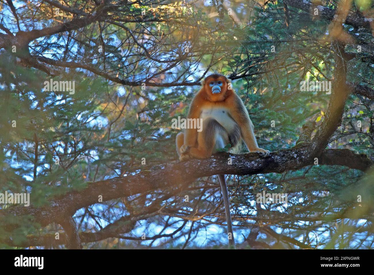 Golden Snub-nosed monkey (Rhinopithecus roxellanae) in tree, Balang ...