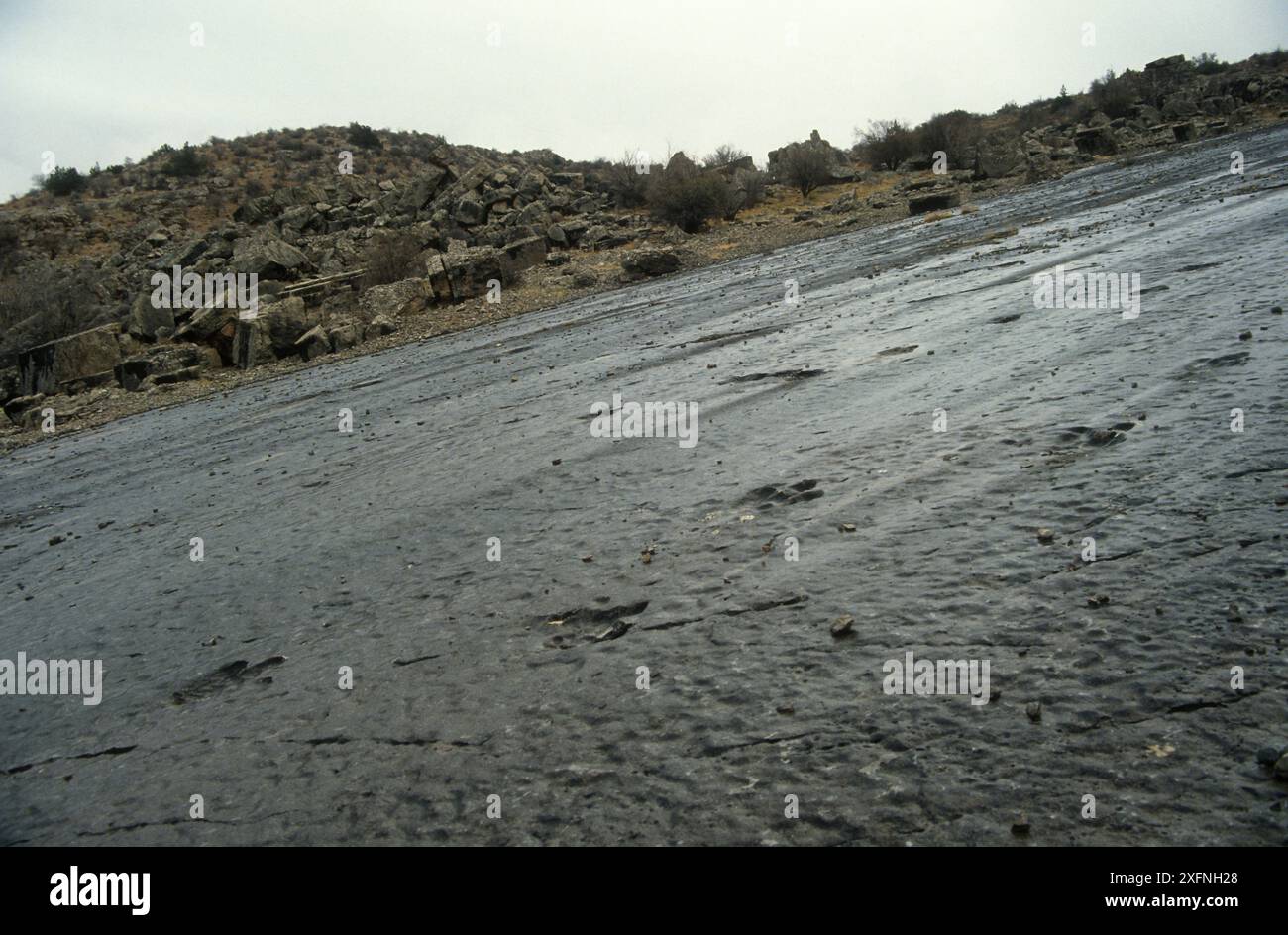 Limestone plateau with about 2500 footprints of dinosaurs from about ...