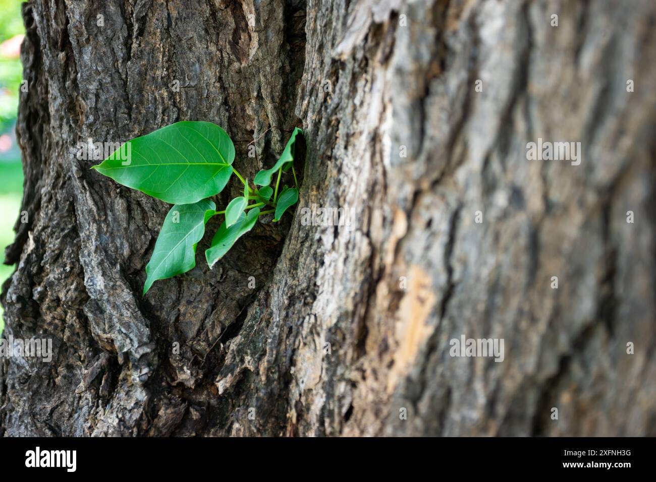 A stock photo depicting the growth of a plant typically showcases ...