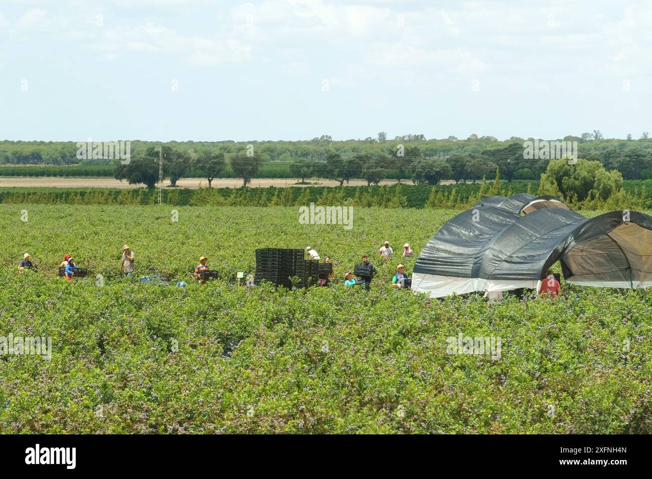 Huevar del Aljarafe, Seville, Spain - June 2, 2023: Workers gather ...