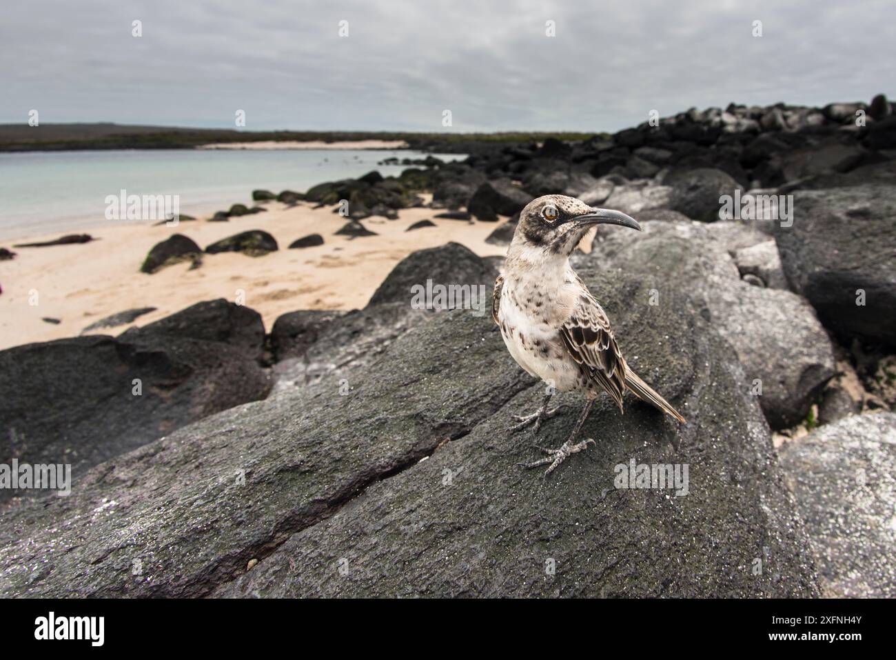 Espanola mockingbird (Nesomimus macdonaldi) on the beach at Espanola ...