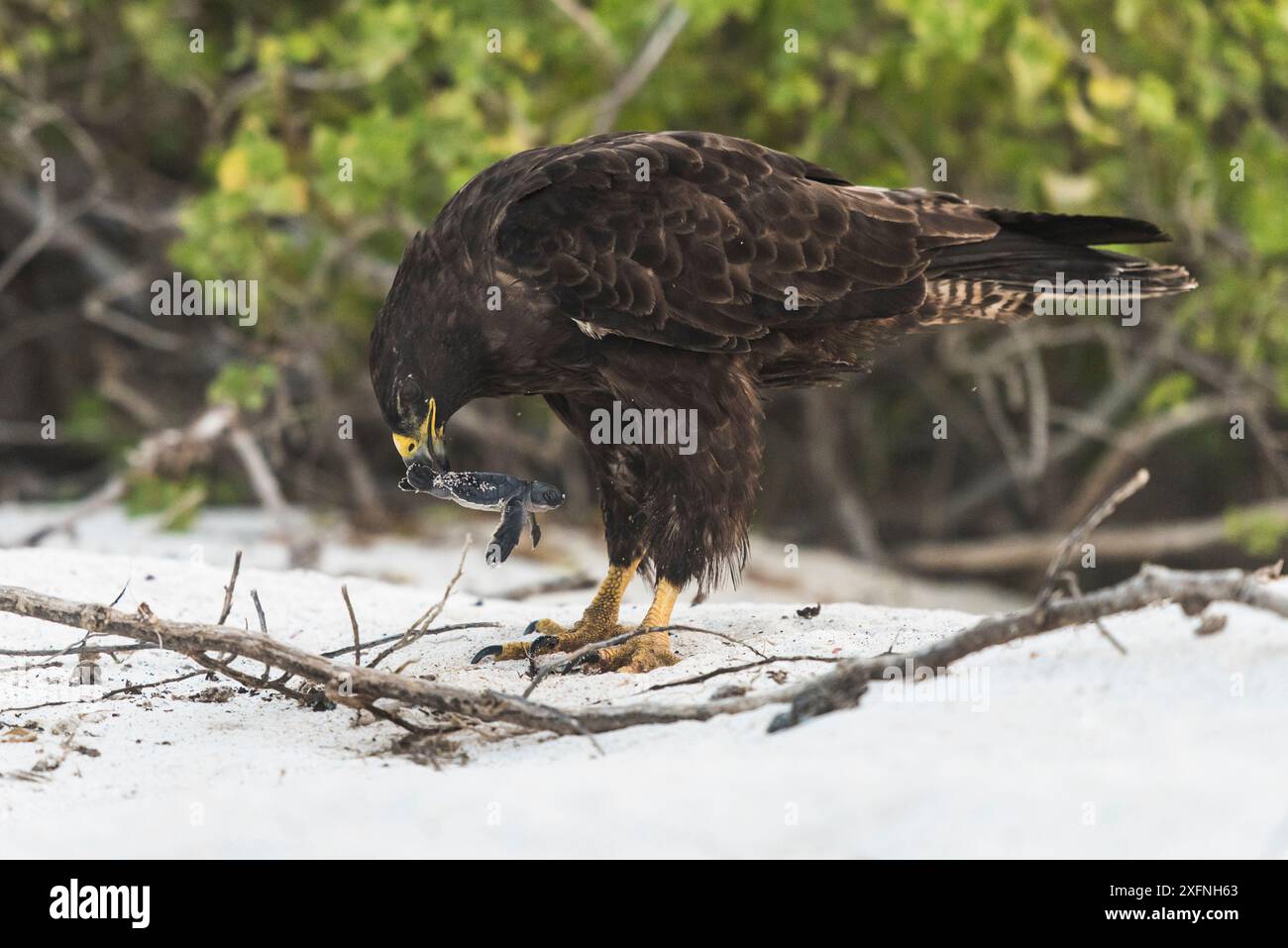 Galapagos hawk (Buteo galapagoensis) catching a newly hatched Green sea ...