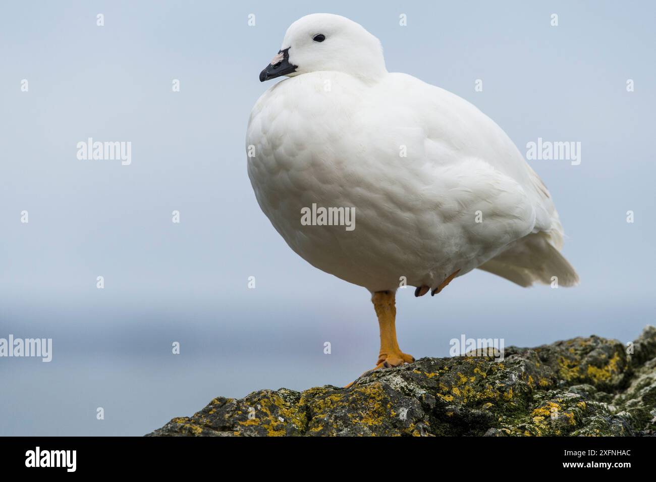 Kelp goose (Chloephaga hybrida) portrait from Gypsy Cove on the ...