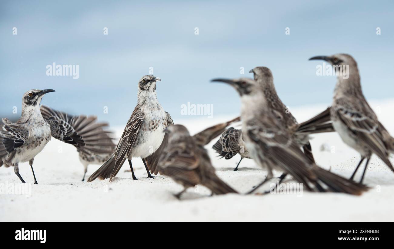Espanola mockingbirds (Nesomimus macdonaldi) aggression between two ...