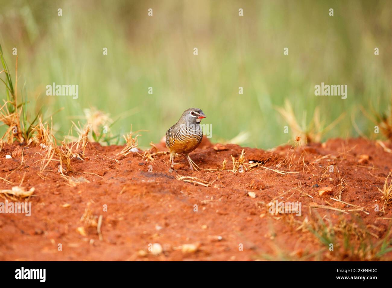 African quailfinch (Ortygospiza fuscocrissa) Rietvlei Nature Reserve ...