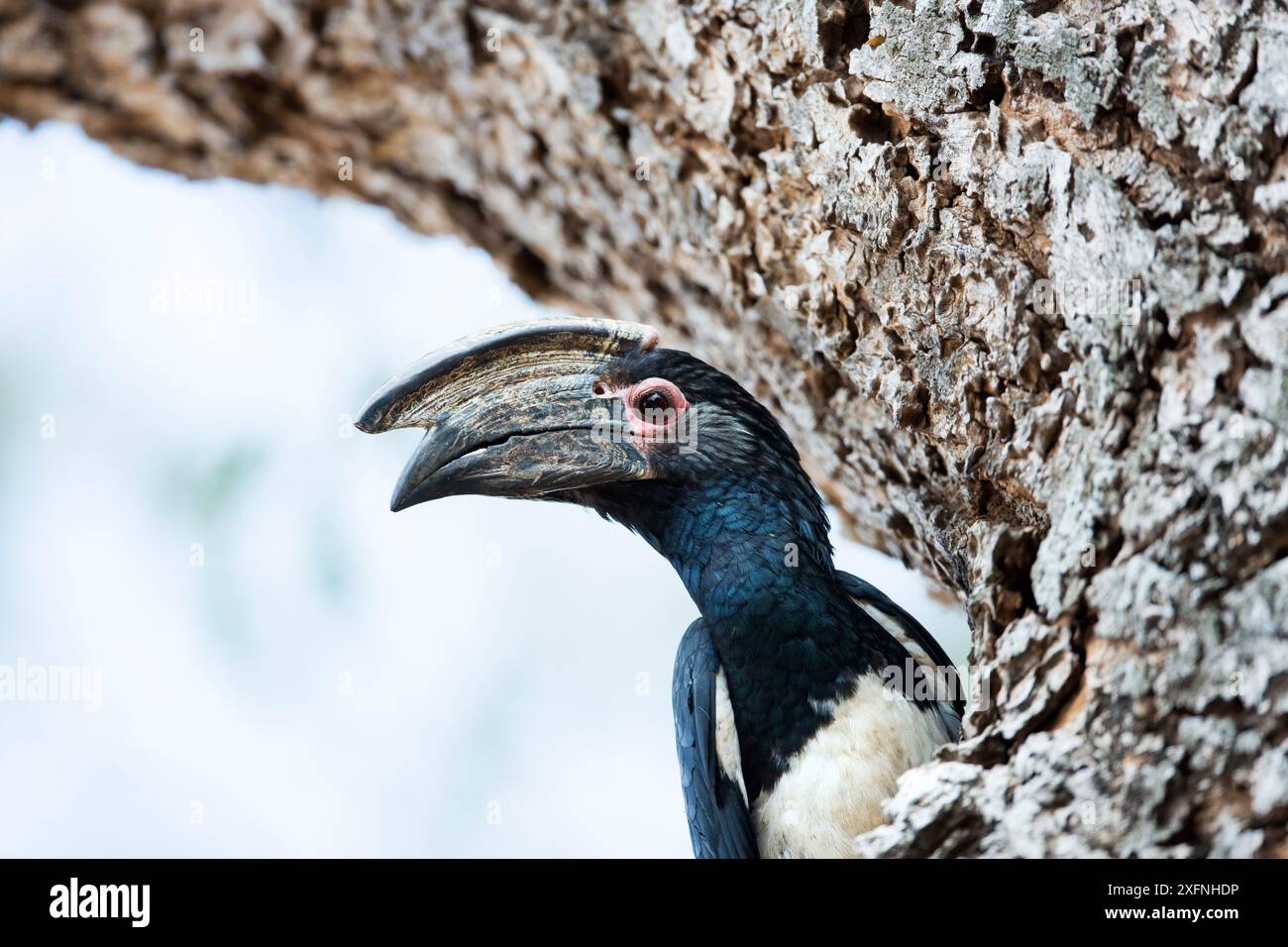 Trumpeter Hornbill (Ceratogymna bucinator) Kruger National Park, South ...