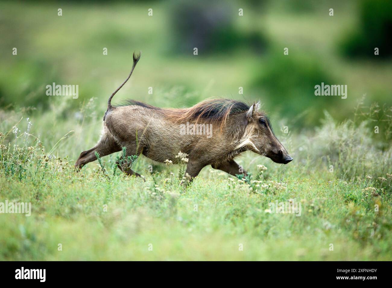 Warthog (Phacochoerus africanus) Itala Game Reserve, KwaZulu-Natal ...