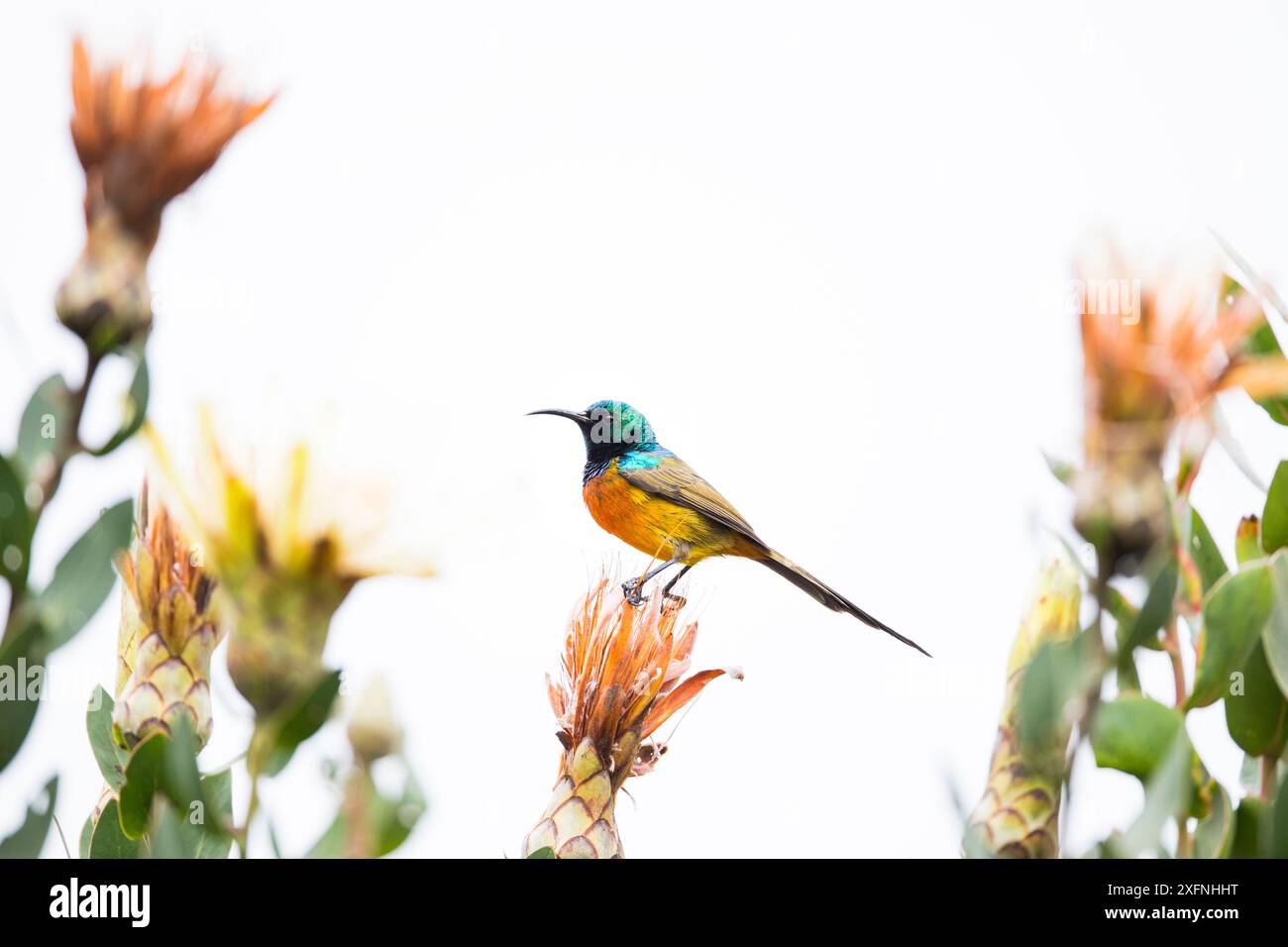 African sunbirds hi-res stock photography and images - Alamy