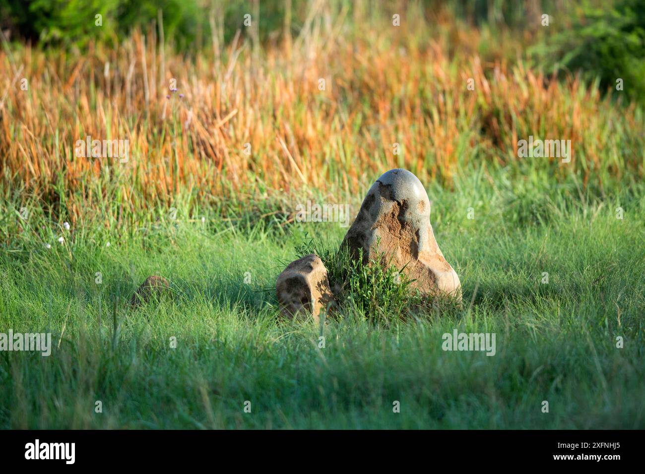 Stone rubbed smooth by animals, mainly by White rhinoceros using it as ...