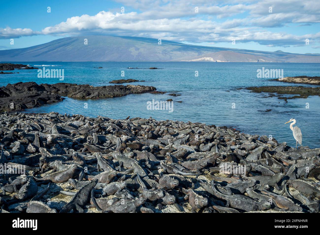 Marine iguana (Amblyrhynchus cristatus) group basking on shore ...