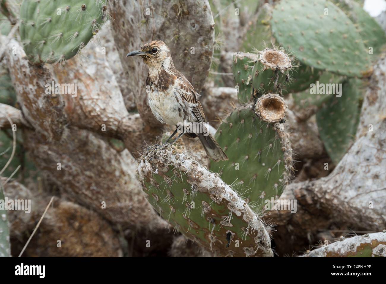 Floreana mockingbird (Nesomimus trifasciatus) perched on opuntia cactus ...