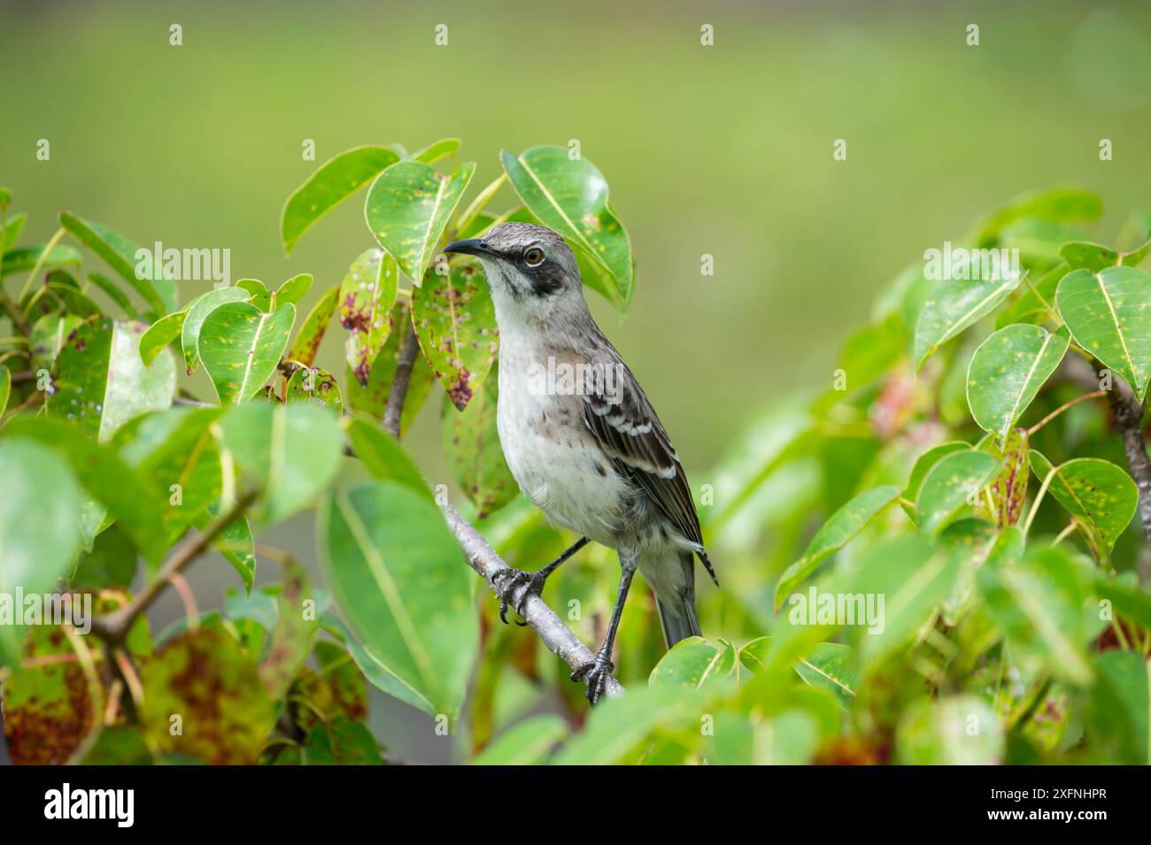 San Cristobal mockingbird (Nesomimus melanotis), San Cristobal Island ...