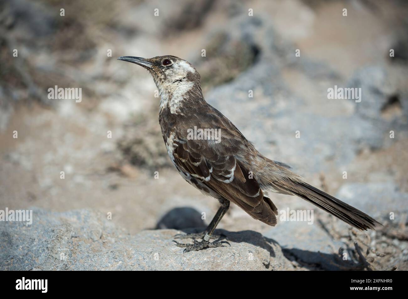 Floreana mockingbird (Nesomimus trifasciatus) from remnant population ...