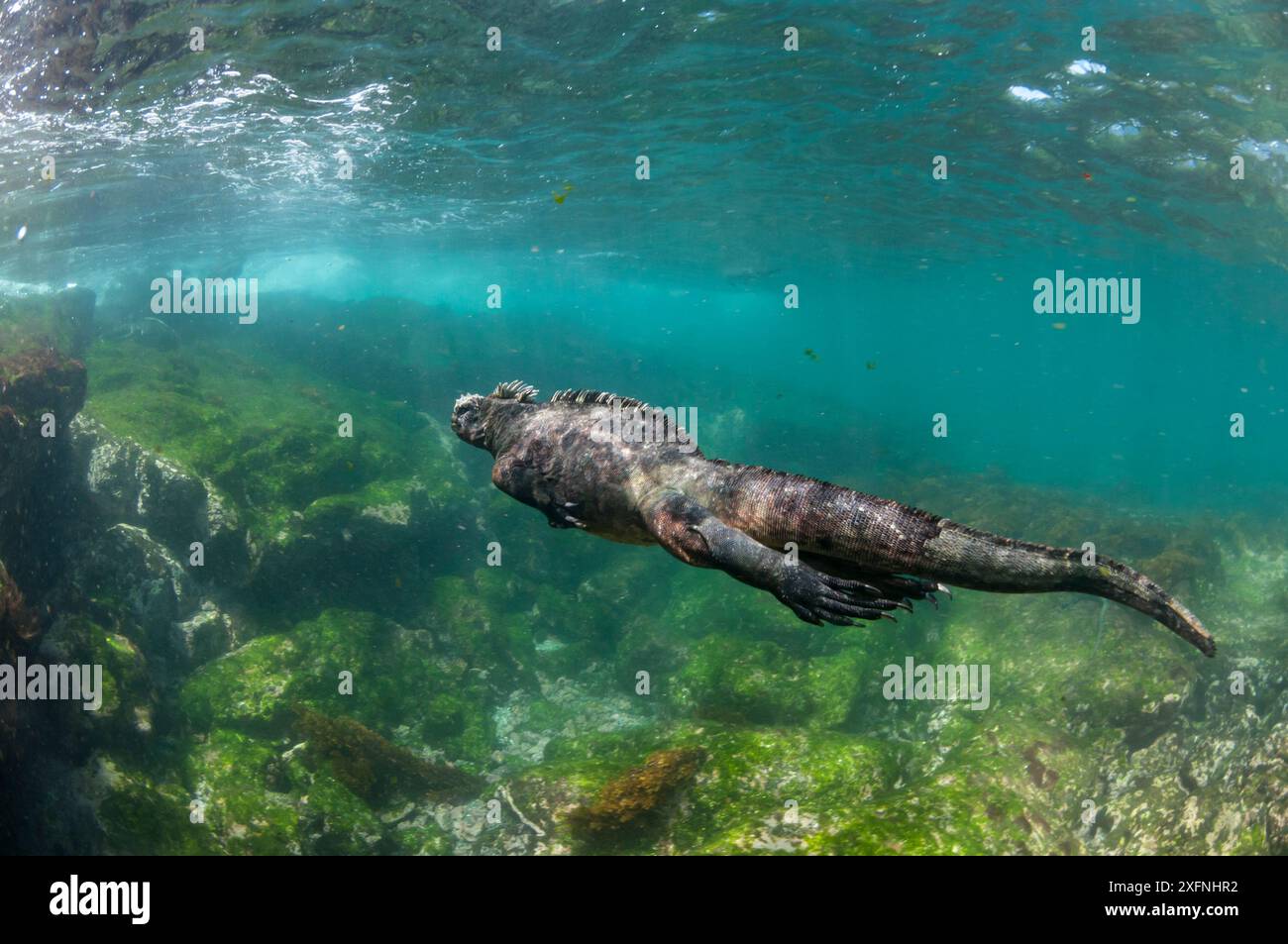 Marine iguana (Amblyrhynchus cristatus) swimming underwater, Fernandina ...