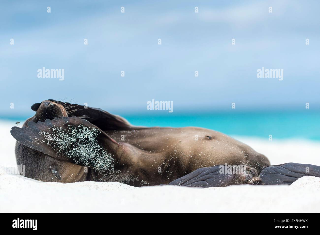 Galapagos sea lion (Zalophus wollebaeki) with flippers over eyes ...