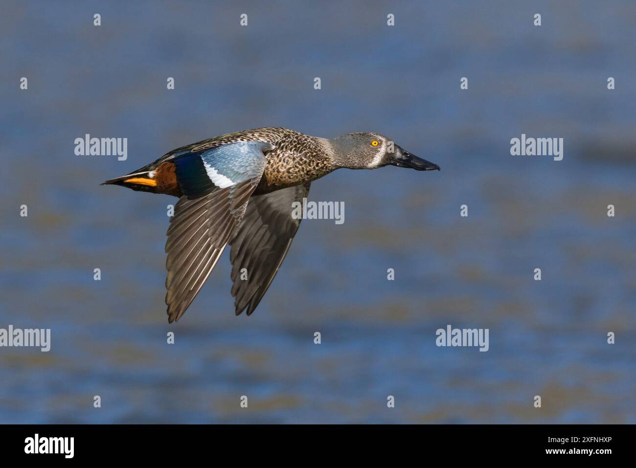 Male Australasian shoveler (Anas rhynchotis) in flight over water. Lake ...
