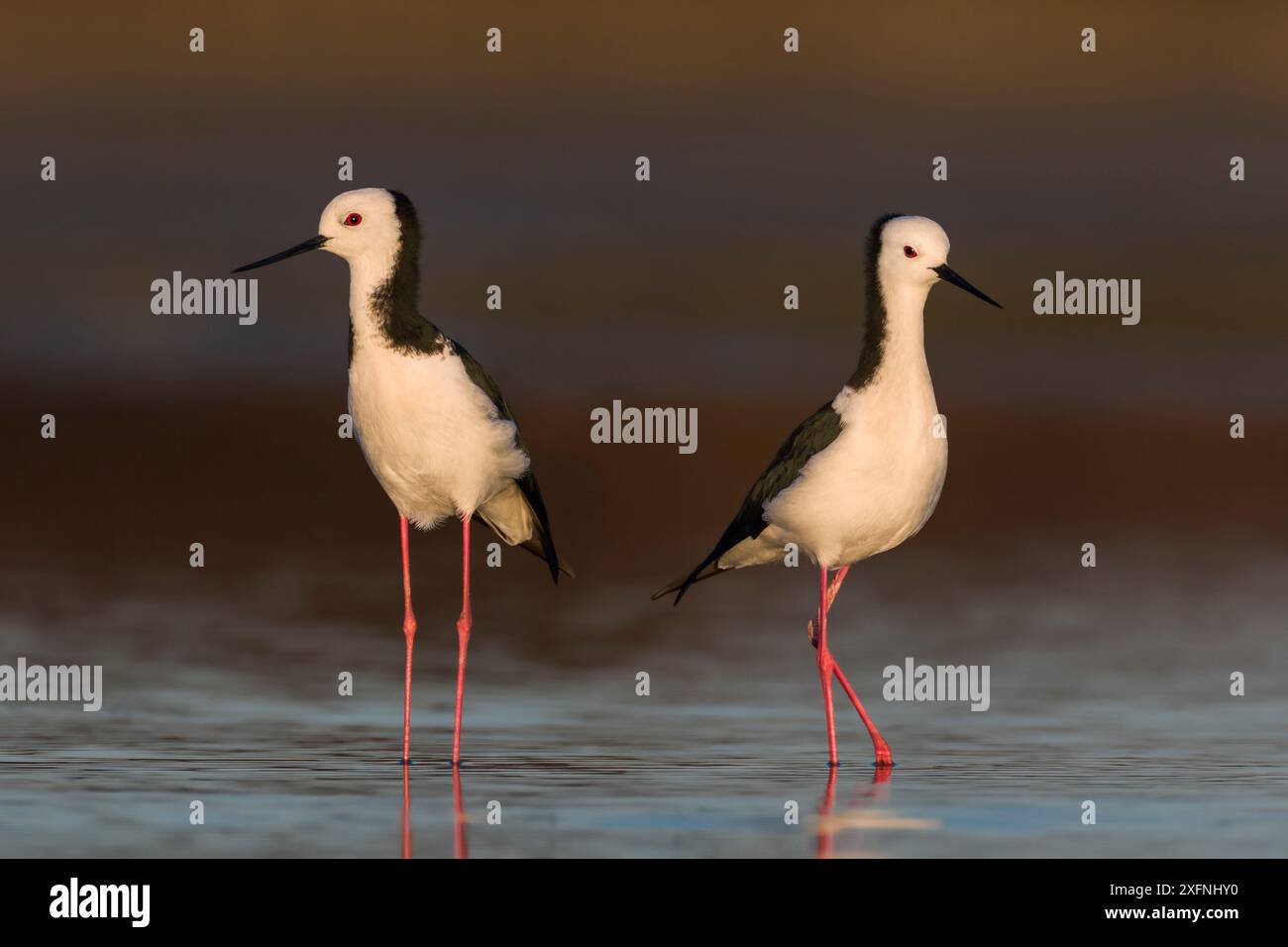 Two Adult Pied stilts / Black winged stilts (Himantopus himantopus ...