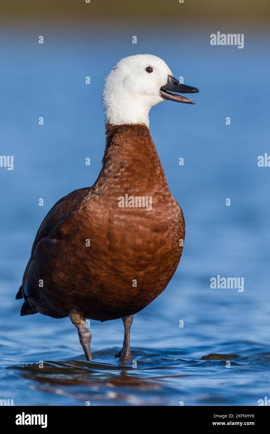 Female Paradise shelduck (Tadorna variegata) portrait. Ashley River ...